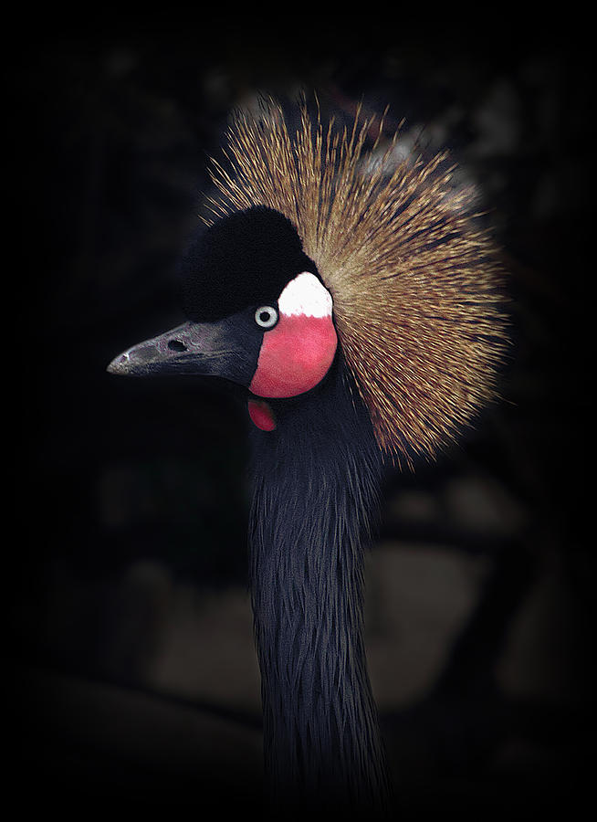 Punk bird Photograph by Radoslav Nedelchev - Pixels