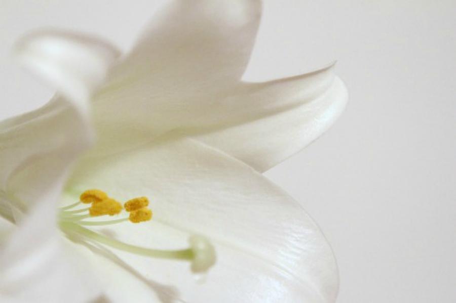 Pure White Lily Photograph by Valerie Shultz - Fine Art America