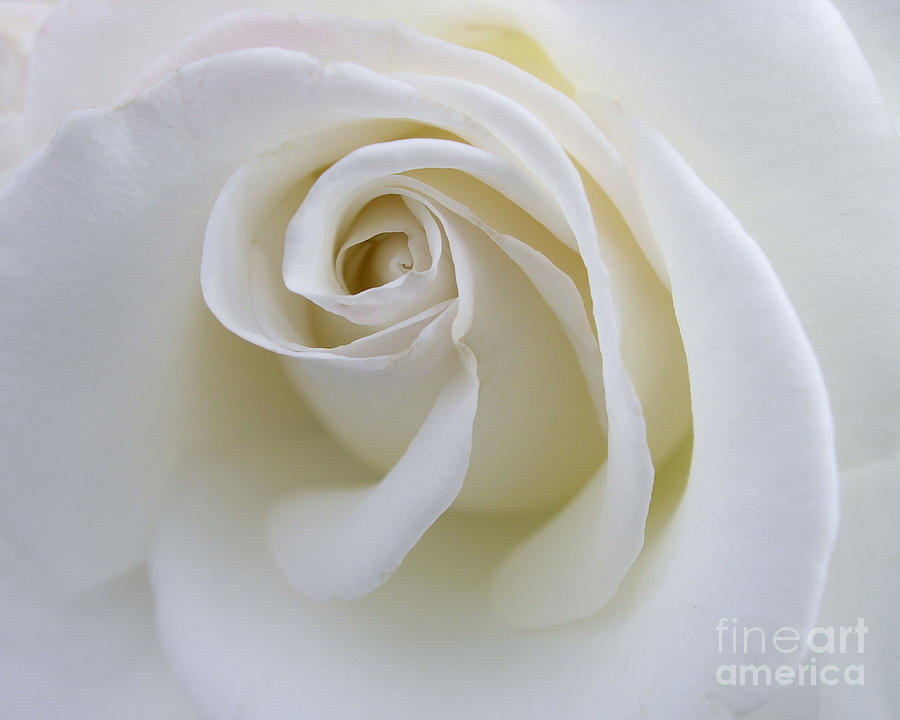 Pure White Rose Photograph by Karen Kennedy - Fine Art America