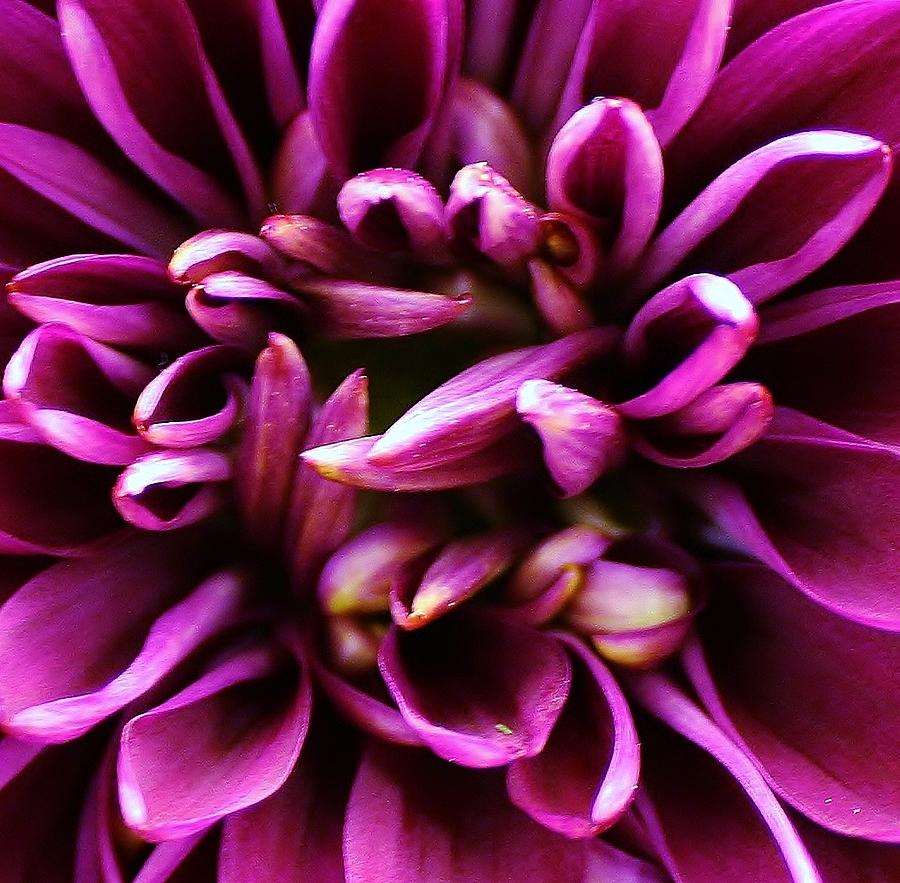Purple Explosion Photograph by Bruce Bley - Fine Art America