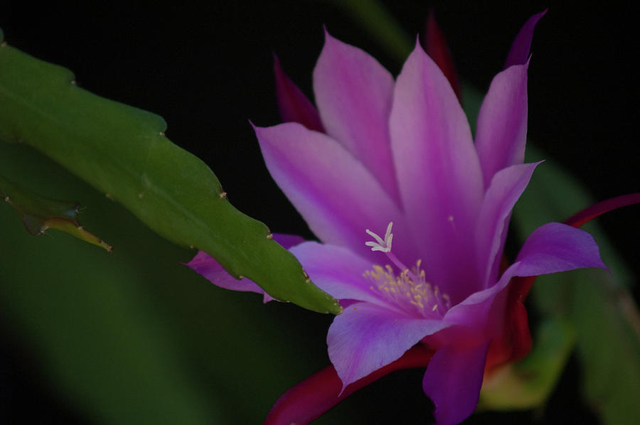 Purple Explosion Photograph by Craig Hosterman - Fine Art America