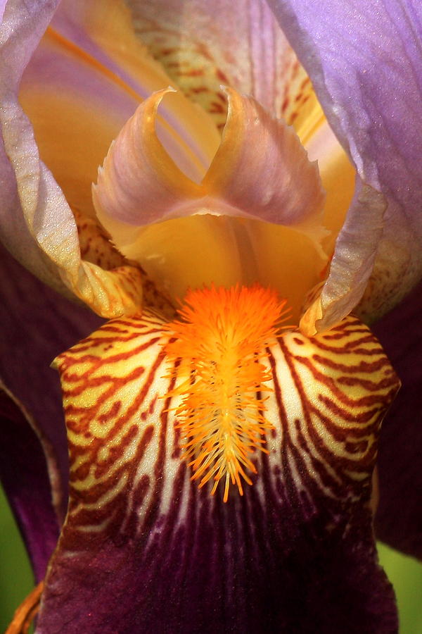 Purple Iris Photograph by Mark Codington - Pixels