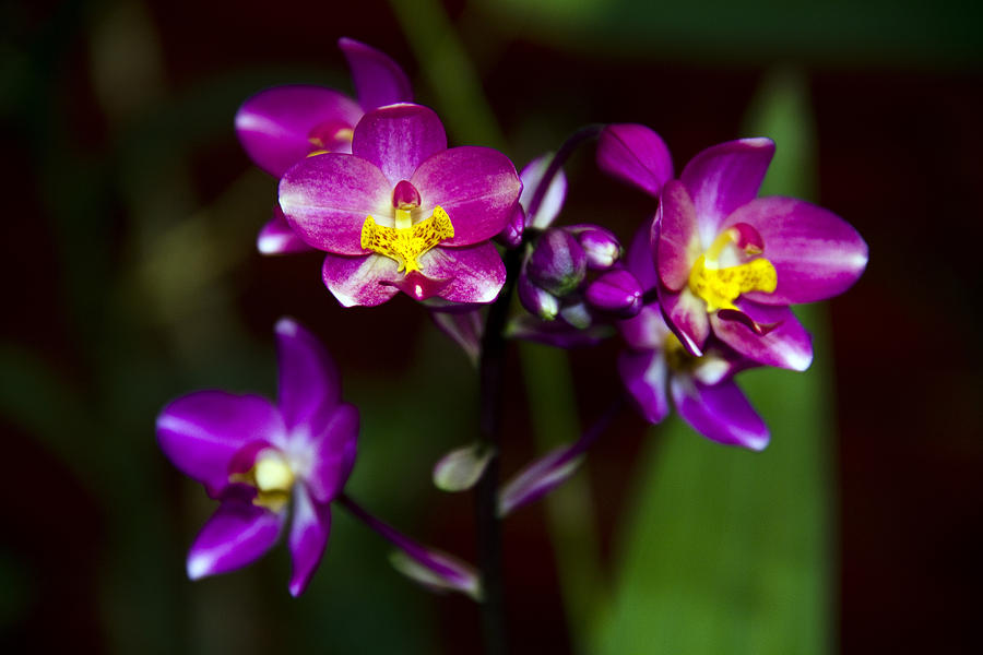 Purple Orchids Photograph by Joe K -- - Fine Art America
