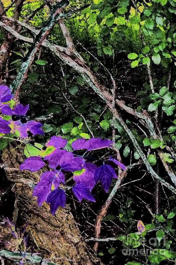Purple Patterns Photograph by Margo Wolfe | Fine Art America