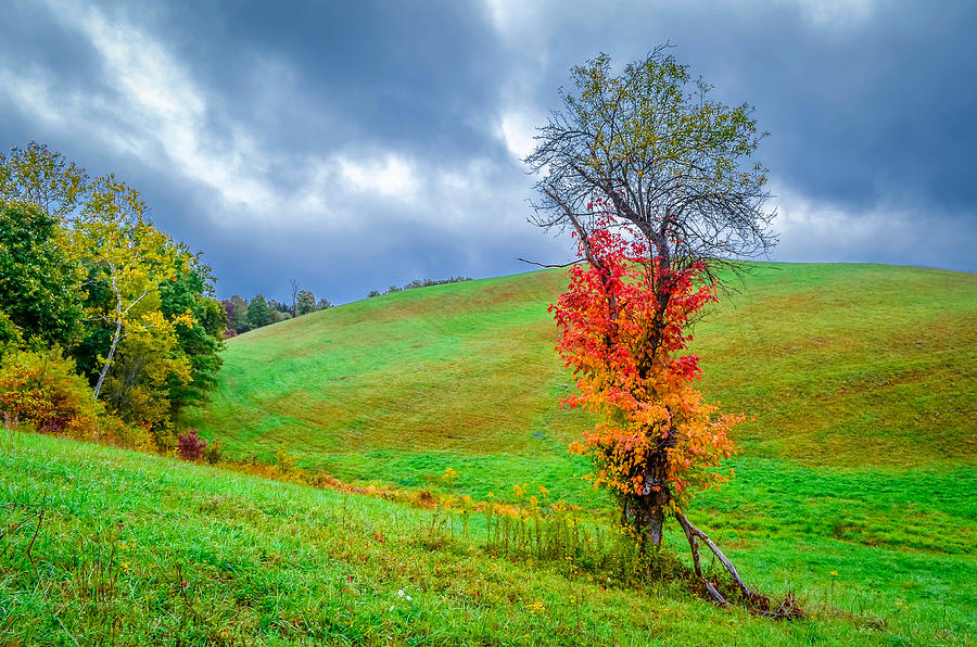 Pyro tree Photograph by Brian Stevens - Fine Art America