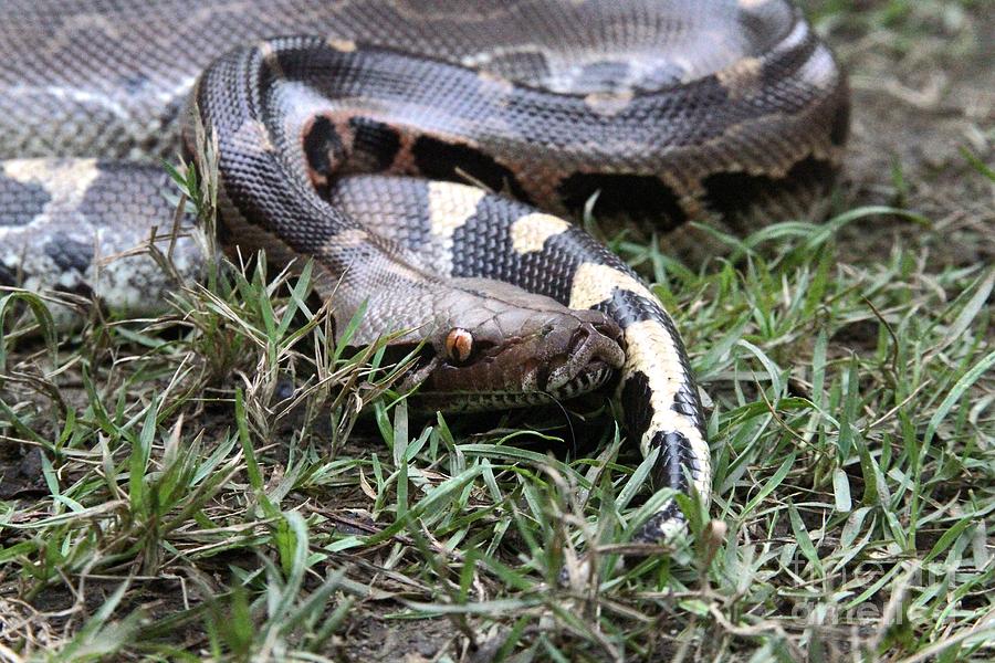 Python. Photograph by Gary Bridger - Fine Art America
