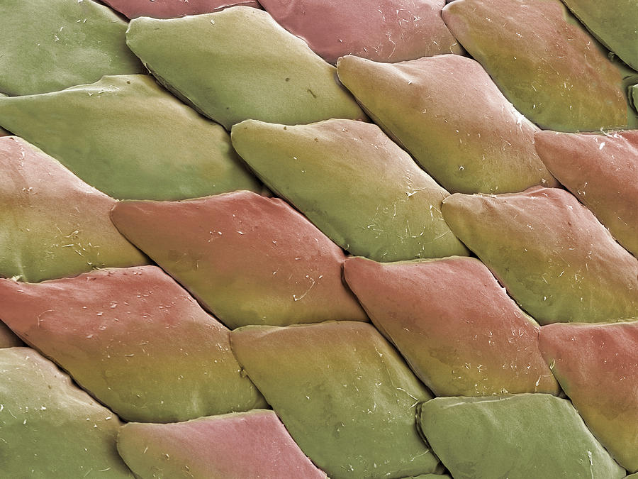 Python Skin, Sem Photograph by Steve Gschmeissner - Fine Art America