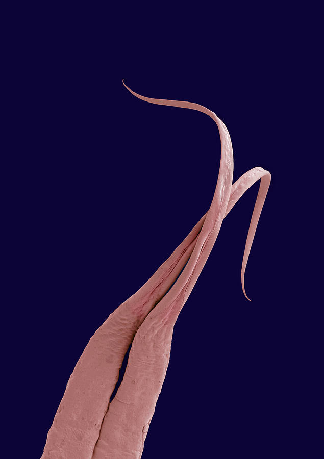 Python Tongue, Sem Photograph by Steve Gschmeissner - Pixels