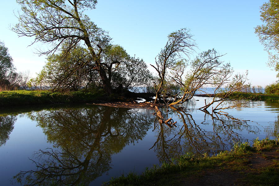 Quiet Reflection Photograph by Davandra Cribbie