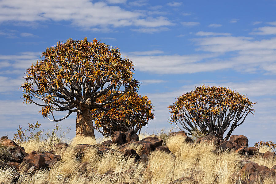 Quiver Tree Forest - Namibia Photograph by Jlr
