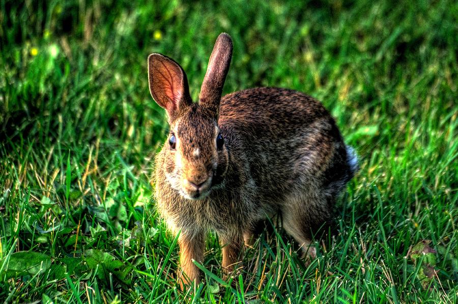 Rabbit Photograph by Prince Andre Faubert - Fine Art America