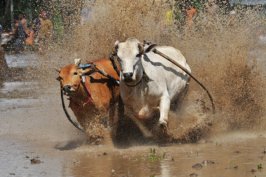 Racing Cows Photograph by Roby Edrian - Fine Art America