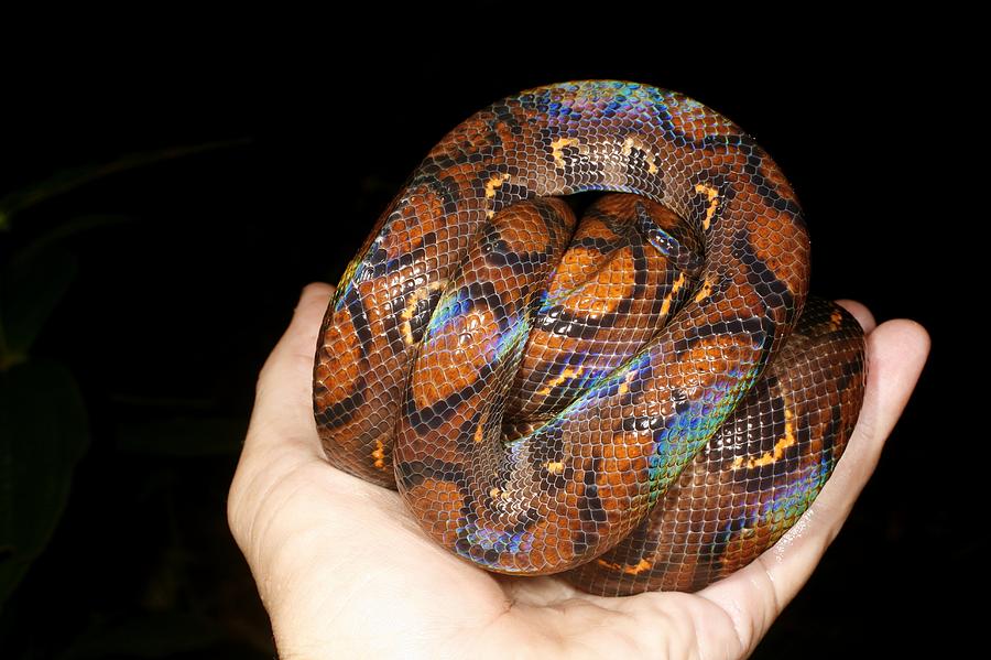 Rainbow Boa Photograph by Dr Morley Read - Fine Art America