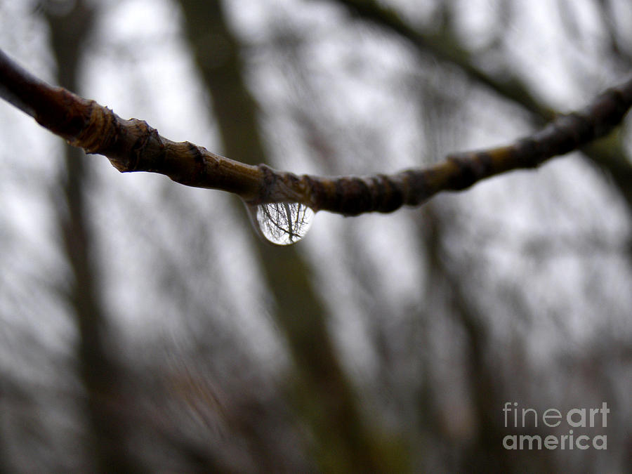 Raindrop Reflection Photograph by Angie Rea - Pixels