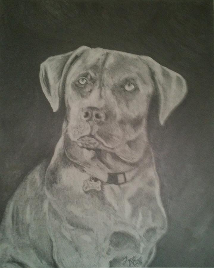 Rascal Drawing by Terry DeMars | Fine Art America