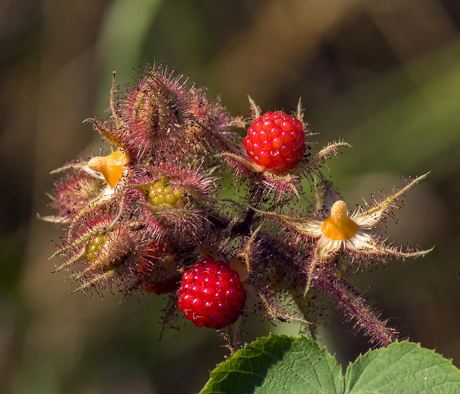 Raspberry Color Photograph by David Lester - Fine Art America