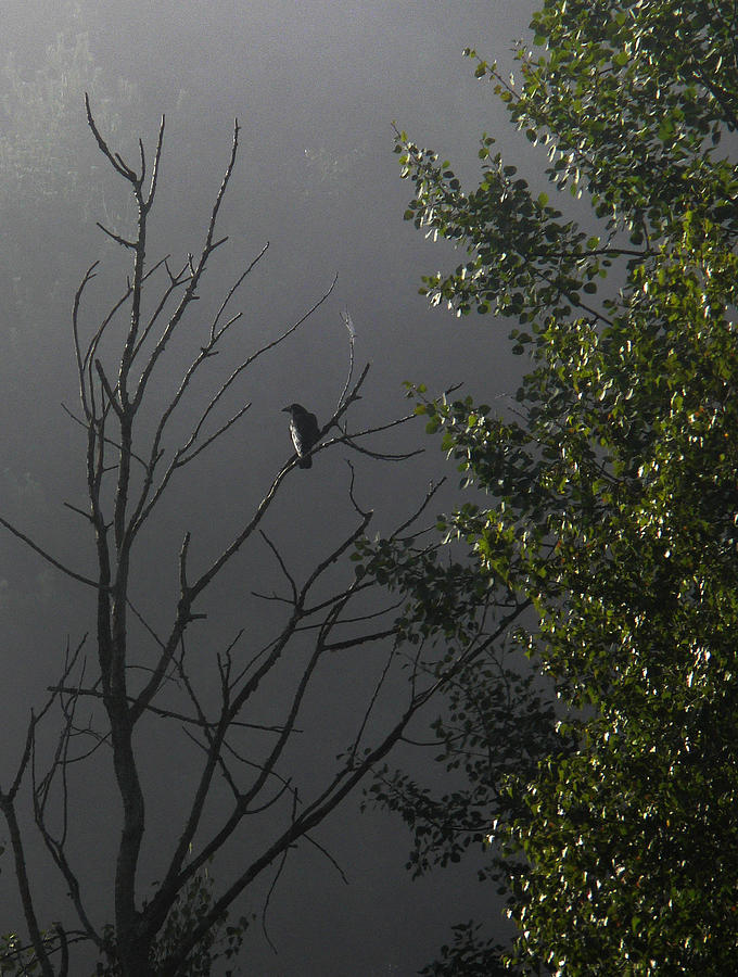 Ravens Watch Photograph by Natalie LaRocque - Fine Art America