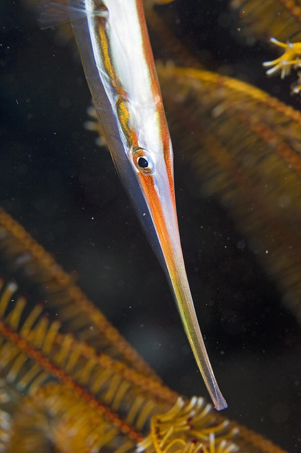 Razorfish Photograph by Matthew Oldfield - Fine Art America