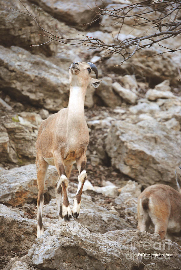 Reach Photograph by DiDi Higginbotham - Fine Art America