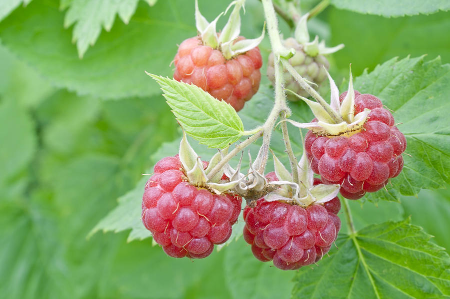 Real raspberry background Photograph by Aleksandr Volkov - Fine Art America