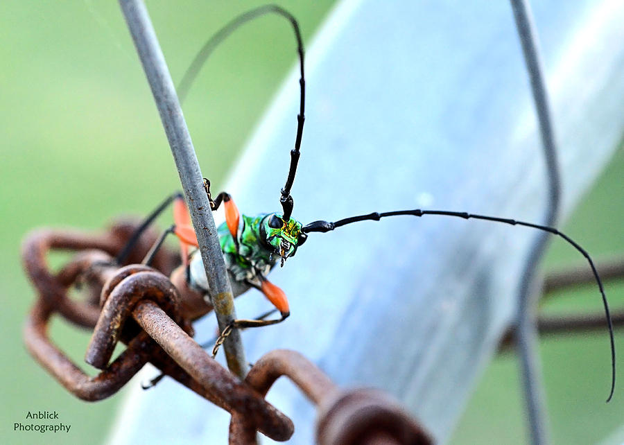 Really Cool Bug Photograph by Karl Johnson - Fine Art America