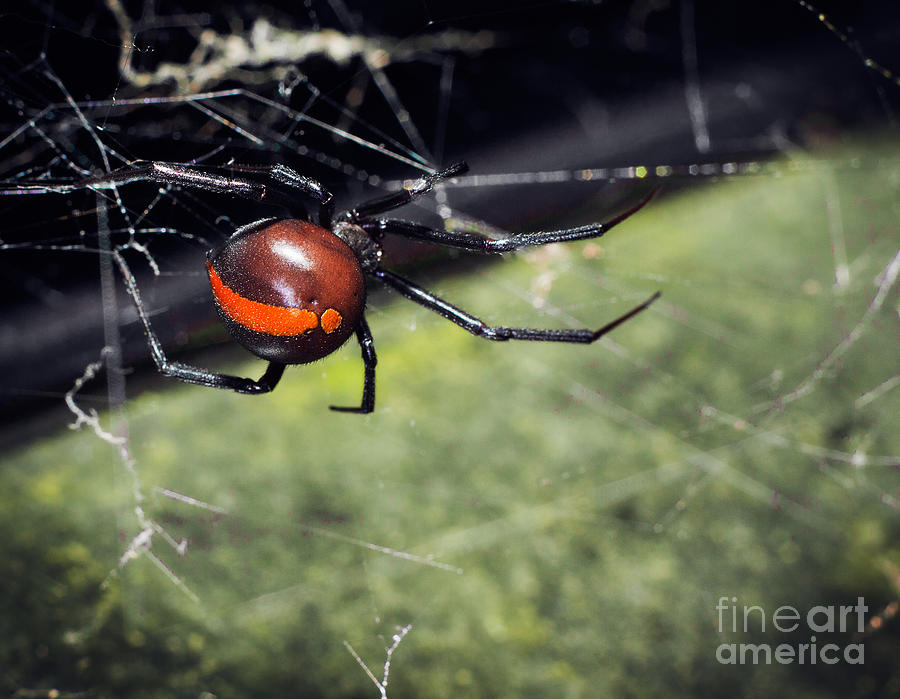 Red back spider Photograph by Johan Larson - Fine Art America