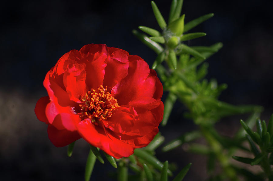 Red Bloom Photograph by Bruce Hamms - Fine Art America