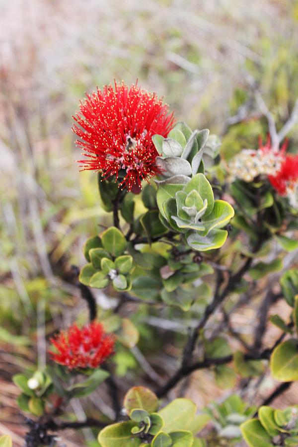 Red Bloom Photograph by Caroline Lomeli | Fine Art America