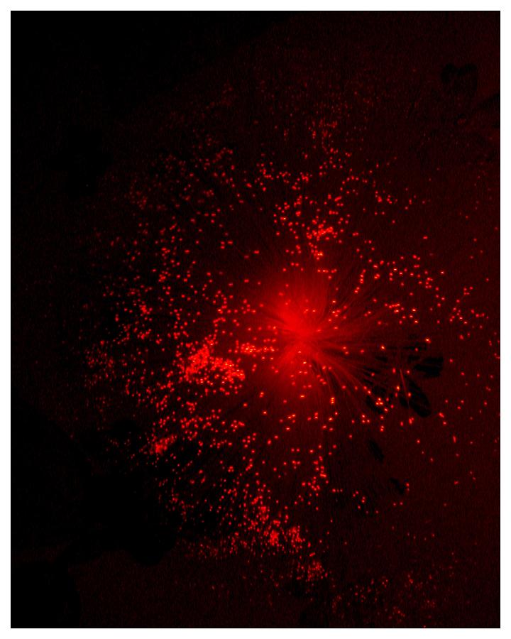 Red burst Photograph by Frank Wickham - Fine Art America