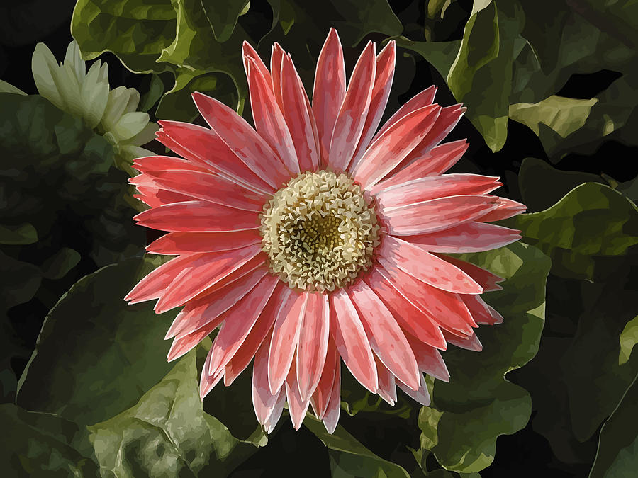 Red Daisy Photograph by Kenneth Hein - Fine Art America
