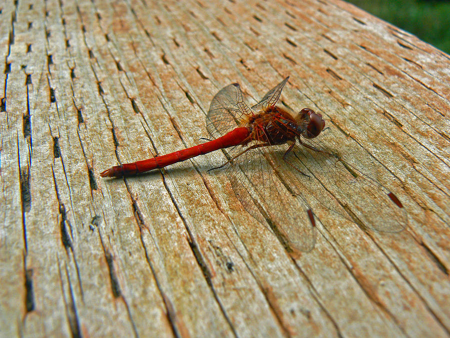 Red Dragonfly Photograph by Pamela Patch | Fine Art America
