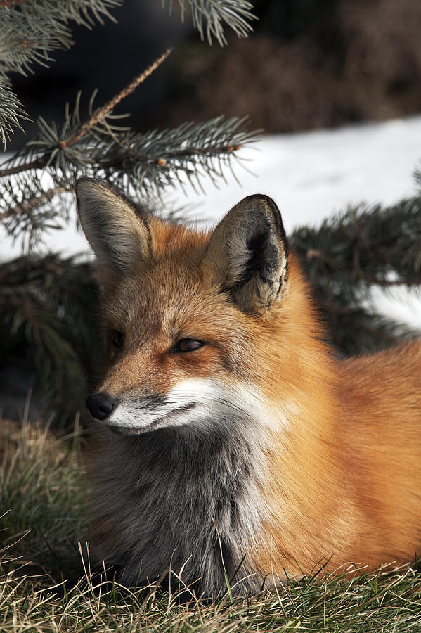 Red Fox Sitting In Grass Under A Tree Photograph by Philippe Henry ...