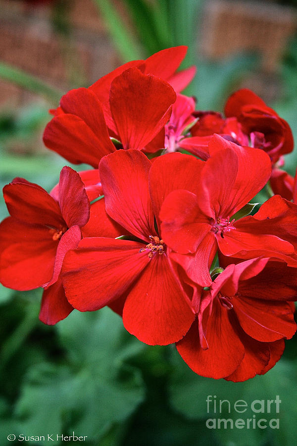 Red Geranium Photograph by Susan Herber - Fine Art America