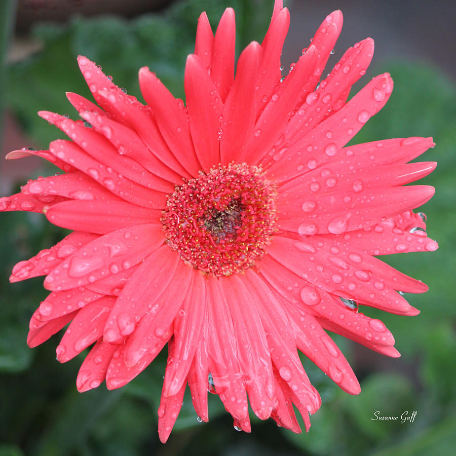 Red Gerbera Square Photograph by Suzanne Gaff - Fine Art America