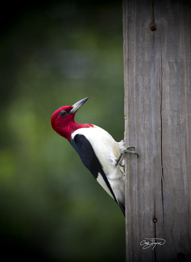 Red Headed Woodpecker HDR - Artist Cris Hayes Photograph by Cris Hayes ... Red Headed Woodpecker HDR - Artist Cris Hayes Photograph by Cris Hayes ...