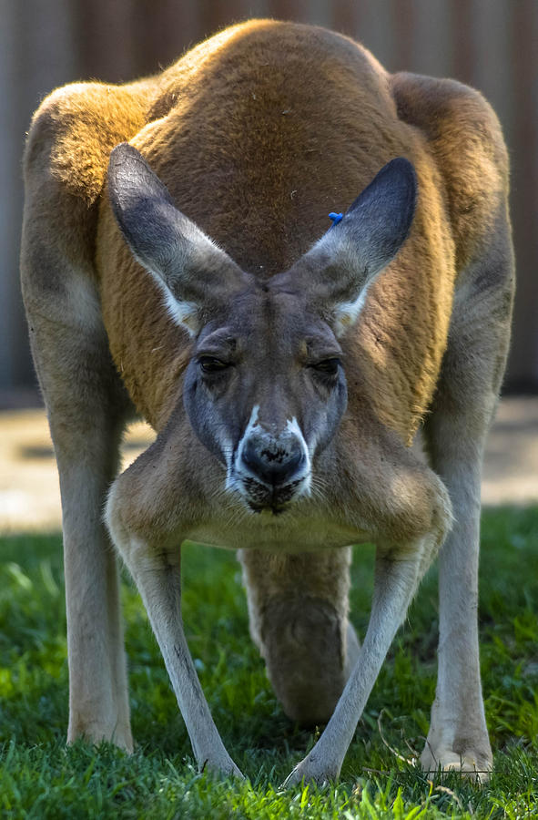 Red Kangaroo Photograph by Brian Stevens - Pixels