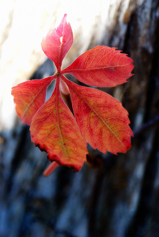 Red Leaf Photograph by John Rush - Fine Art America