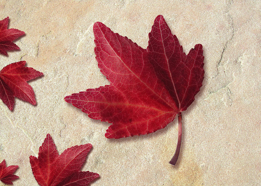 Red Leaf Photograph by Mariola Szeliga - Fine Art America