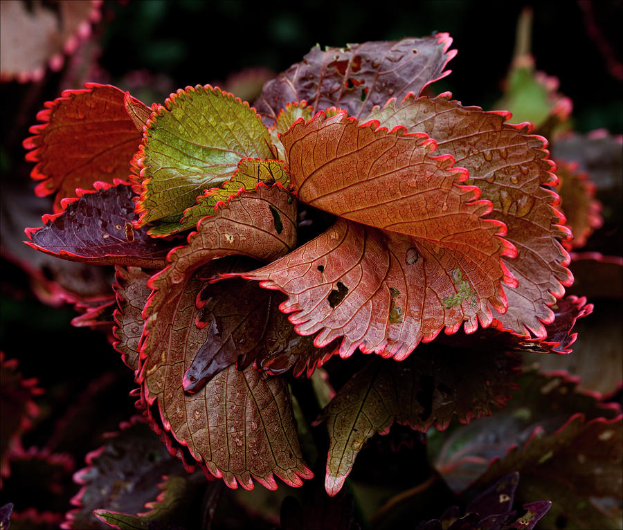 Red Leaves Photograph by Robert Ullmann - Fine Art America