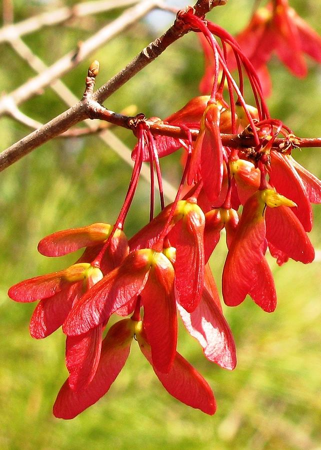 Red Maple Keys Photograph by Debra Spinks - Fine Art America