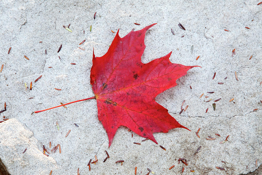 Red Maple Leaf Photograph by Lone Palm Studio - Fine Art America