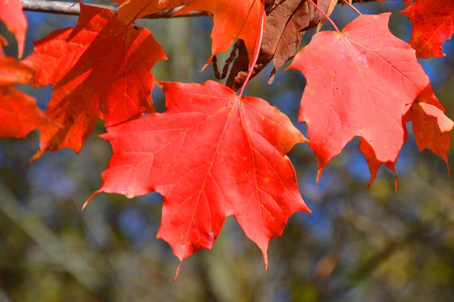 Red Maple Leaf Photograph by Valarie Davis - Fine Art America
