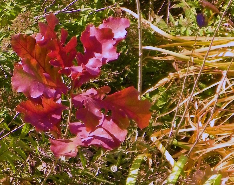 Red oak sapling Photograph by Vicky Mowrer - Fine Art America