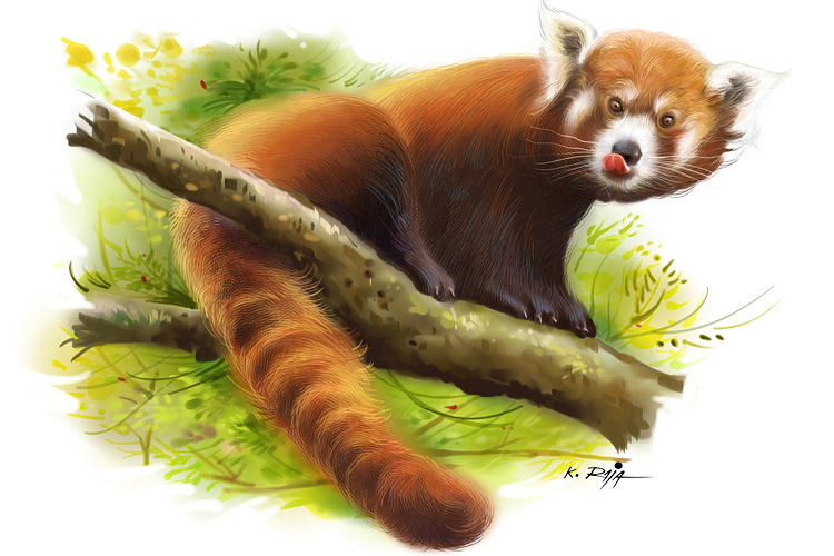 Red Panda Digital Art by Raja Krishnan