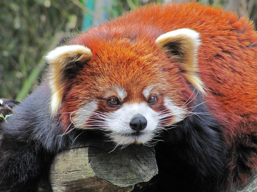 Red Panda up close Photograph by Paul Slebodnick | Fine Art America
