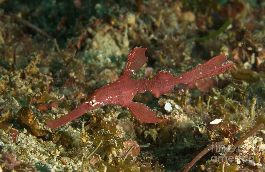 Red Robust Ghost Pipefish, Philippines Photograph by Mathieu Meur - Pixels