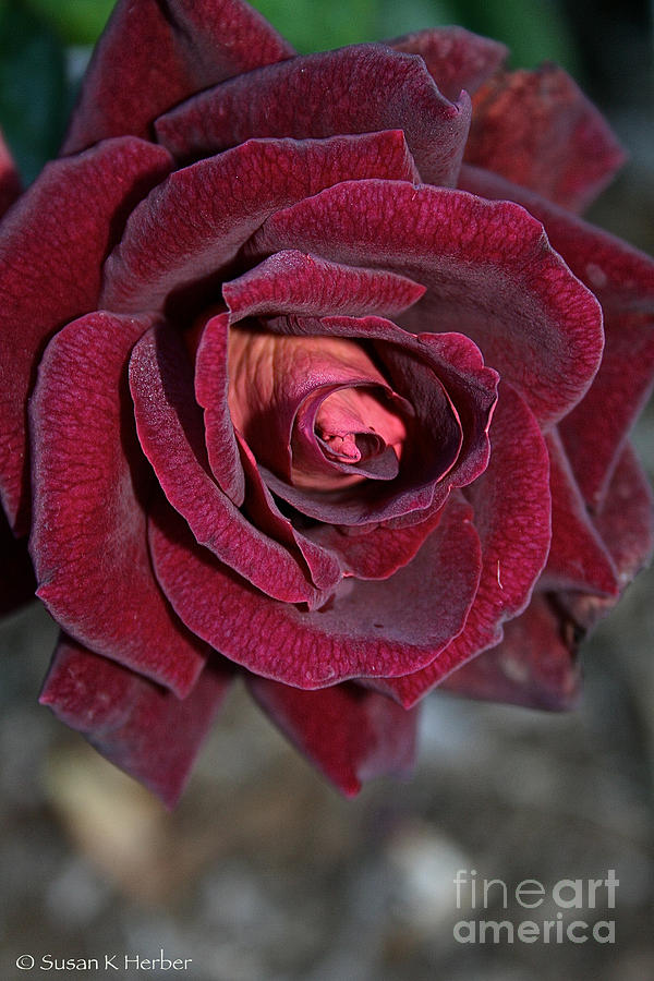 Red Rose Rising Photograph by Susan Herber - Fine Art America