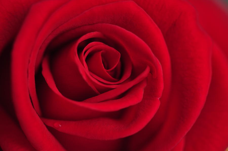 Red Rose Photograph by William Carson Jr - Fine Art America