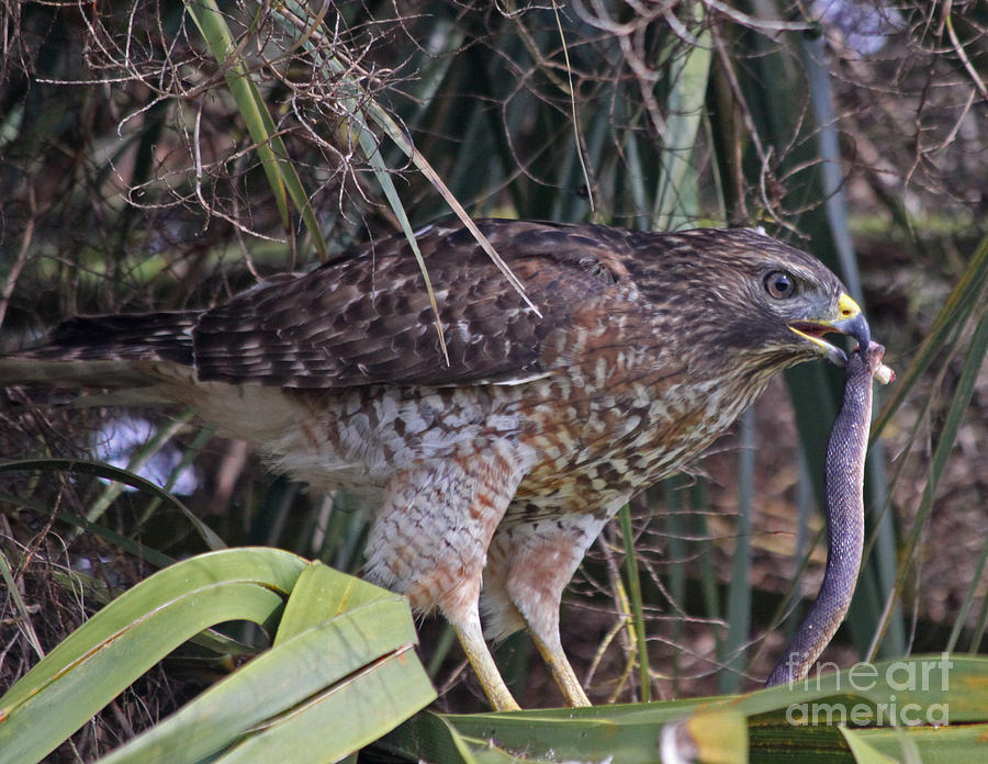 Red-shoulder hawk with snake Photograph by Chuck Hanlon - Fine Art America