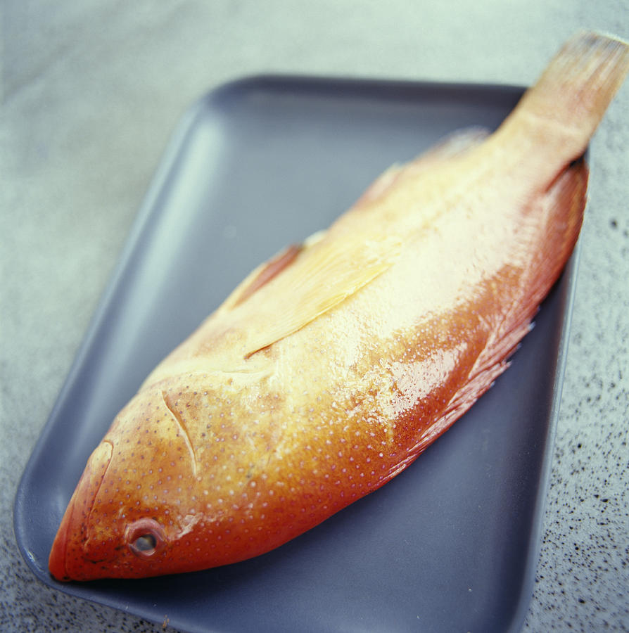 Red Snapper Photograph by David Munns | Pixels